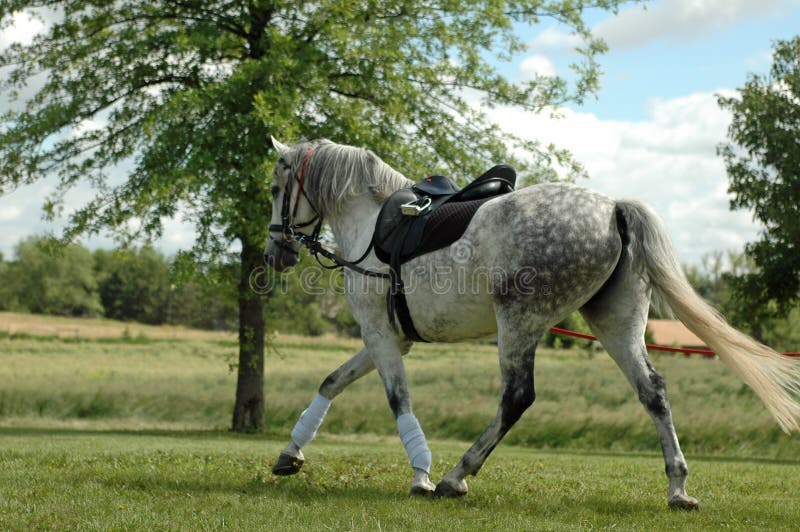 Cheval gris tacheté image stock. Image du zone, selle - 2561217