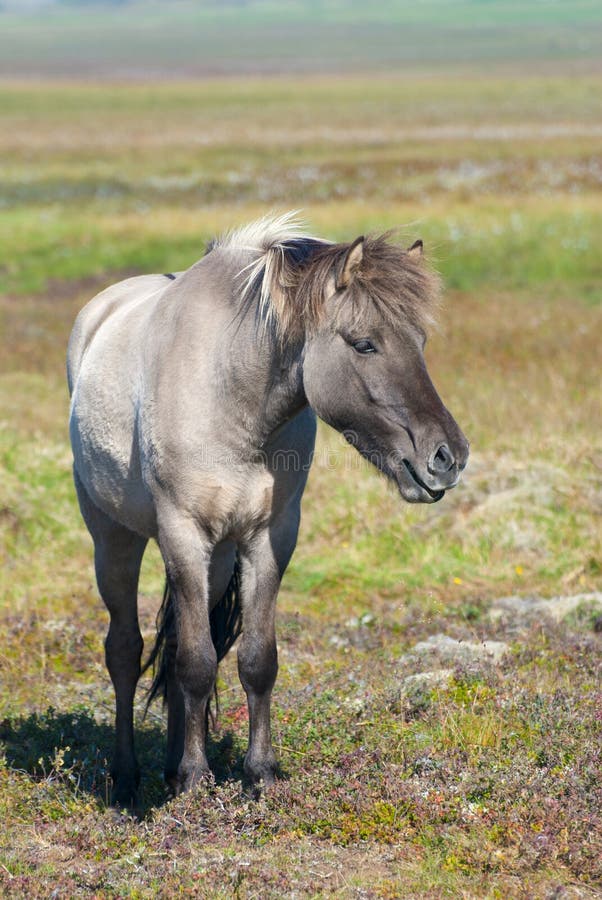 Cheval islandais image stock. Image du beauté, jument - 43777487