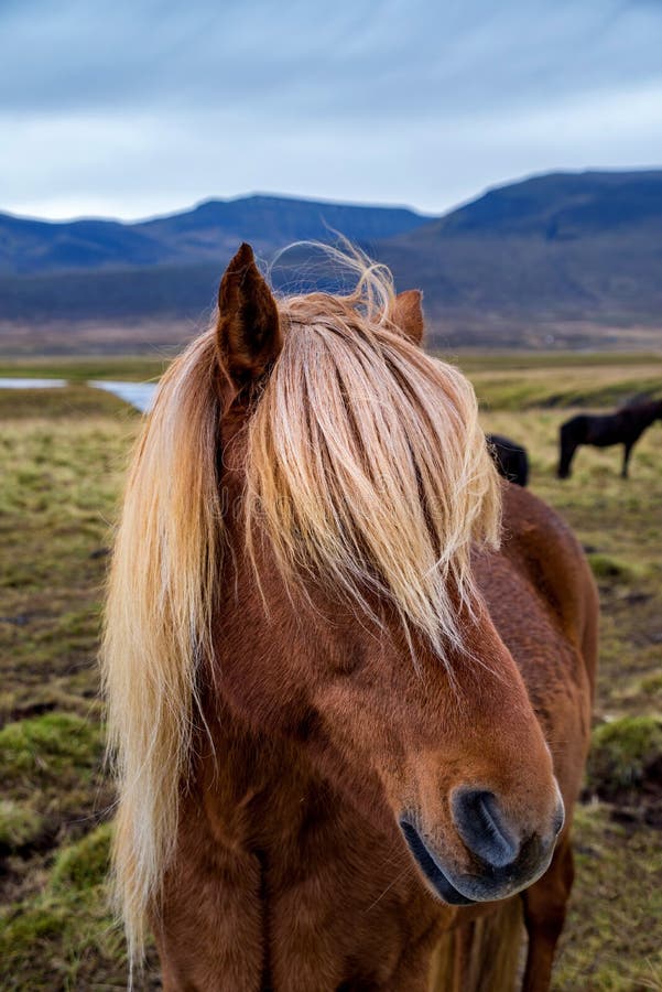 Cheval islandais image stock. Image du tranquille, étalon - 87396223