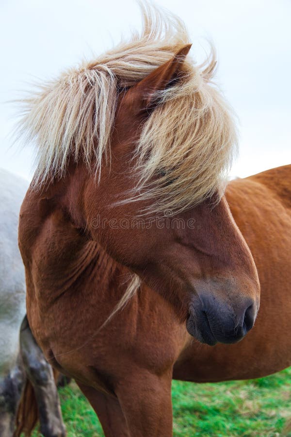 Cheval Islandais Authentique Photo stock - Image du ferme, beauté: 59333670