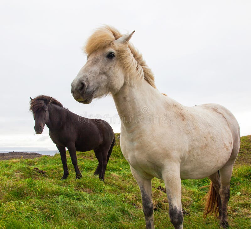 Cheval Islandais Authentique Photo stock - Image du ferme, beauté: 59333670