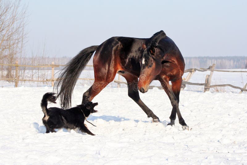 Cheval Jouant Avec Un Chien Photo stock - Image du gracieux, animal ...