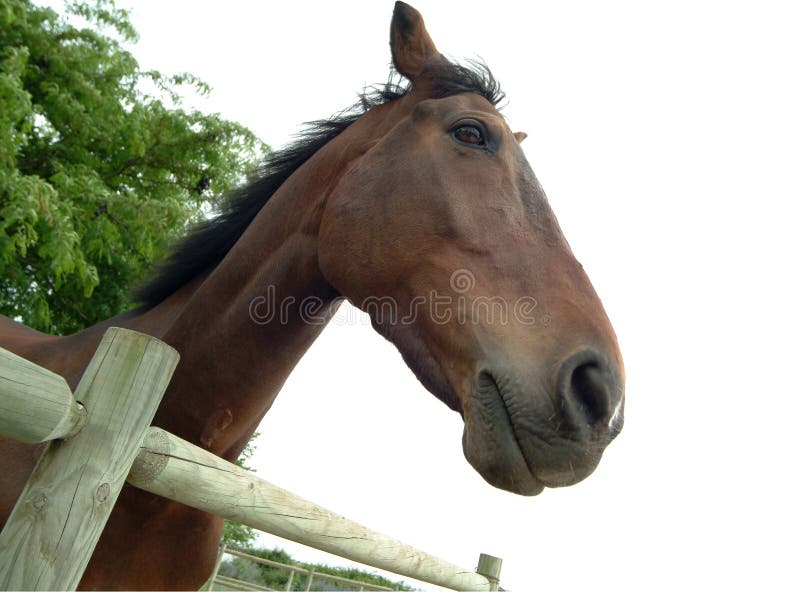 Cheval mignon photo stock. Image of champs, jument, visage - 1794258