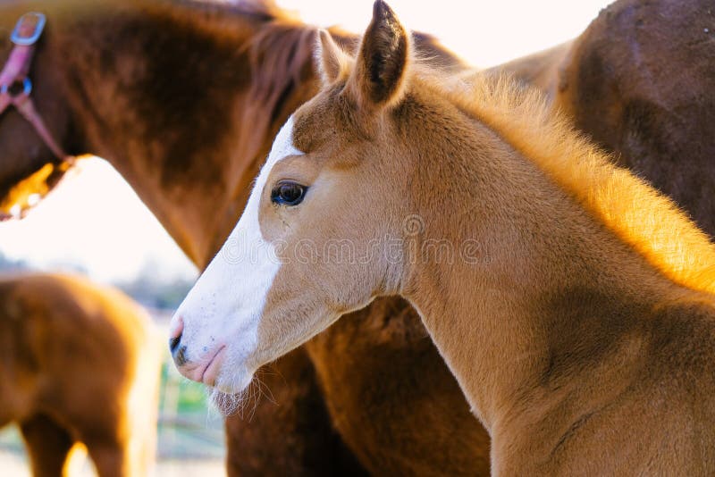 Cheval mignon colt image stock. Image du profil, mignon - 176586701