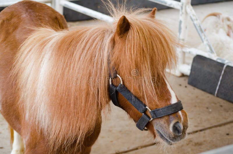 Cheval Mignon De Nain Brun Dans La Fin Image stock - Image du yeux ...