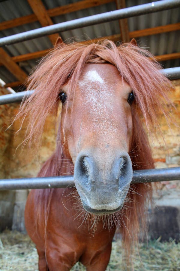 Cheval mignon de poney image stock. Image du miniature - 58177655