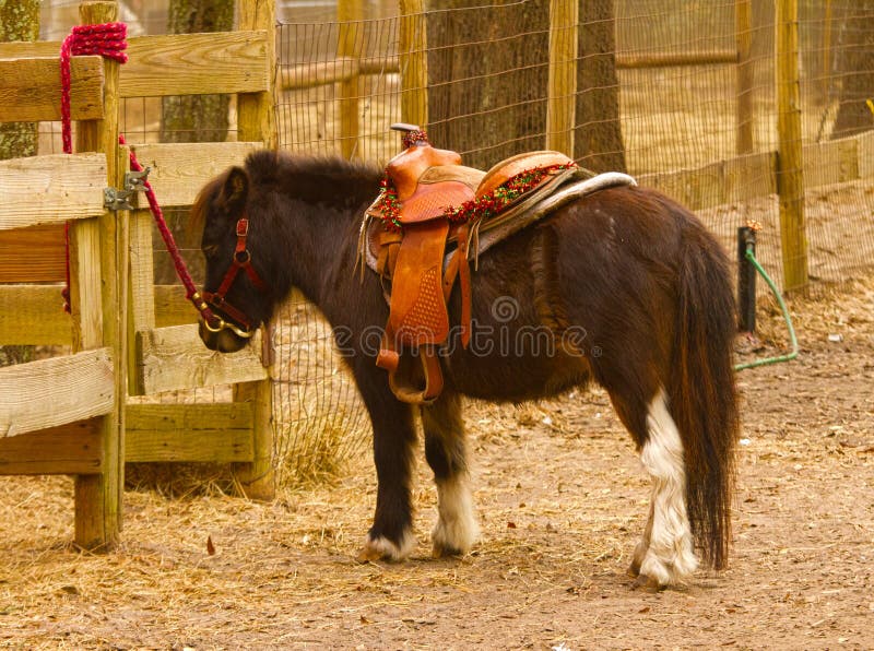 702 Photos de Cheval Nain - Photos de stock gratuites et libres de ...