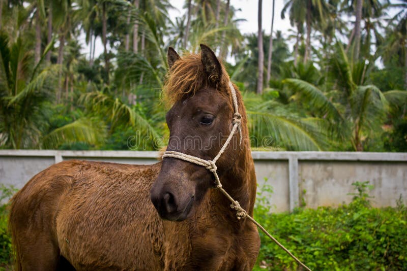 Poney nain miniature image stock. Image du florida, agriculture - 68940725