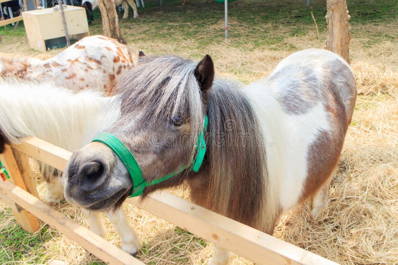 702 Photos de Cheval Nain - Photos de stock gratuites et libres de ...