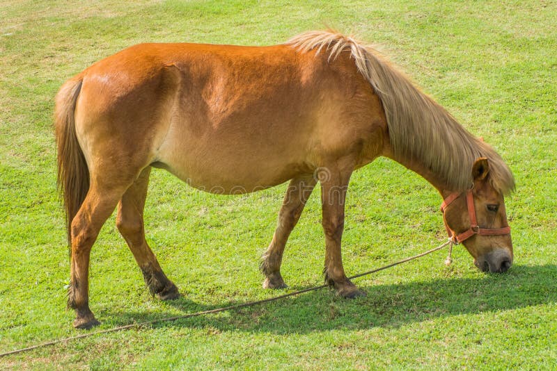 Cheval nain miniature photo stock. Image du outside, ranch - 13773254