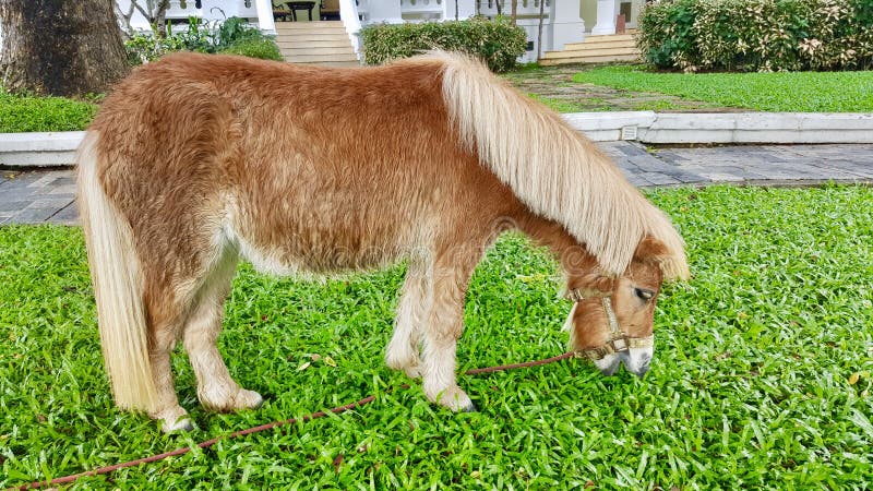 Cheval Nain Mangeant L'herbe Image stock - Image du domestique, brun ...