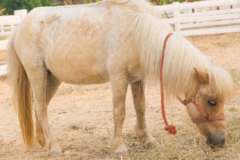 Cheval Nain Photos Stock - Téléchargez 371 Photos libres de droits