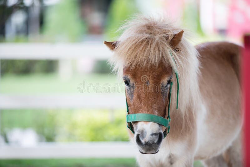 702 Photos de Cheval Nain - Photos de stock gratuites et libres de ...