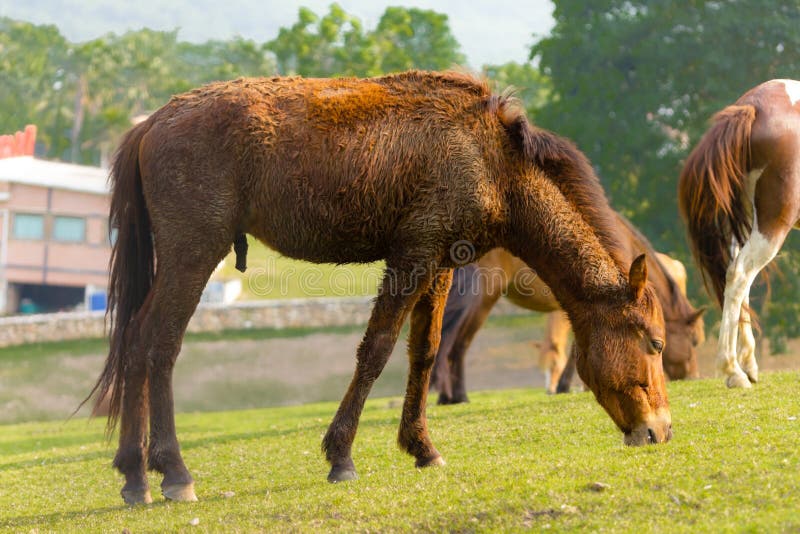 Cheval Nain Photos Stock - Téléchargez 371 Photos libres de droits