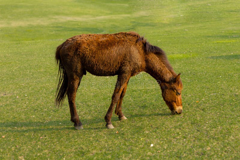 Cheval Nain Photos Stock - Téléchargez 371 Photos libres de droits