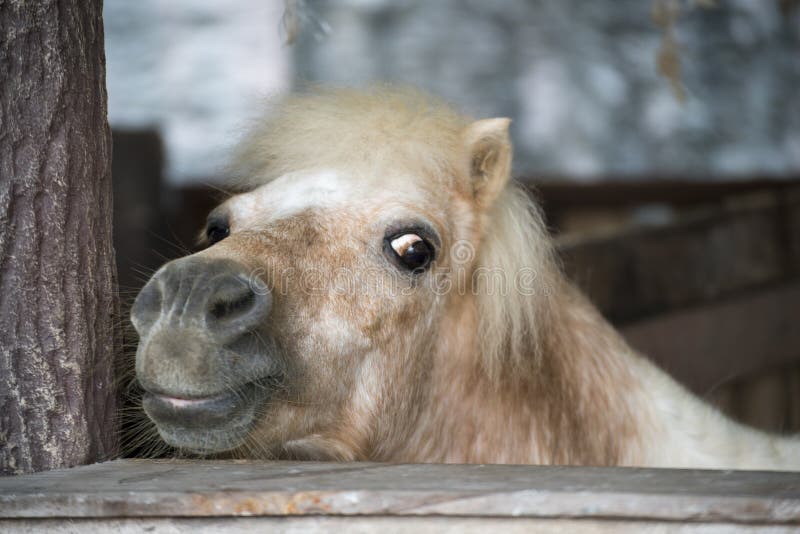 Cheval Nain Dans Un Paddock Gros Image stock - Image du animal ...
