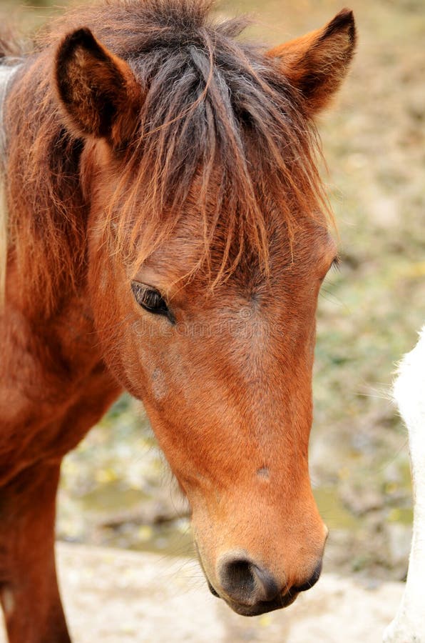 Poney nain miniature image stock. Image du florida, agriculture - 68940725