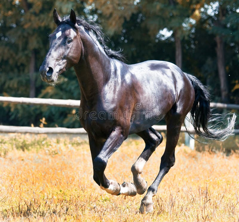 Cheval noir photo stock. Image du vert, course, objet - 10676384