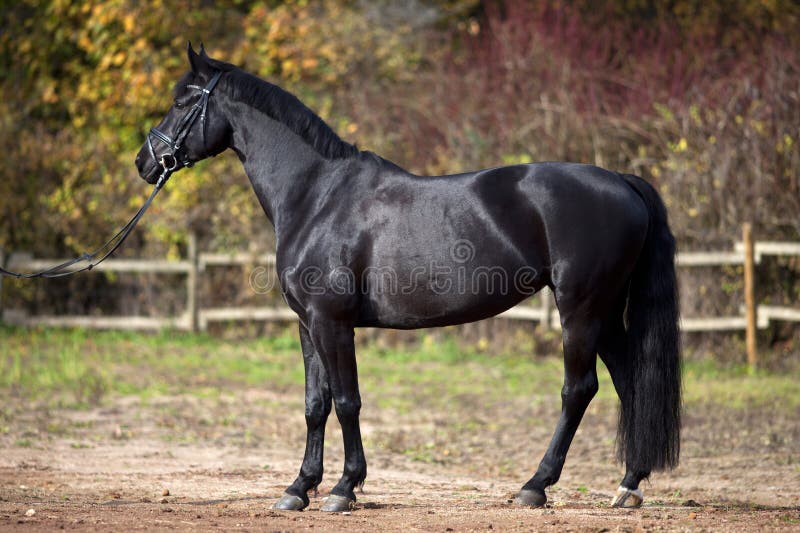 Cheval noir photo stock. Image du cheval, beau, amorce - 63405834