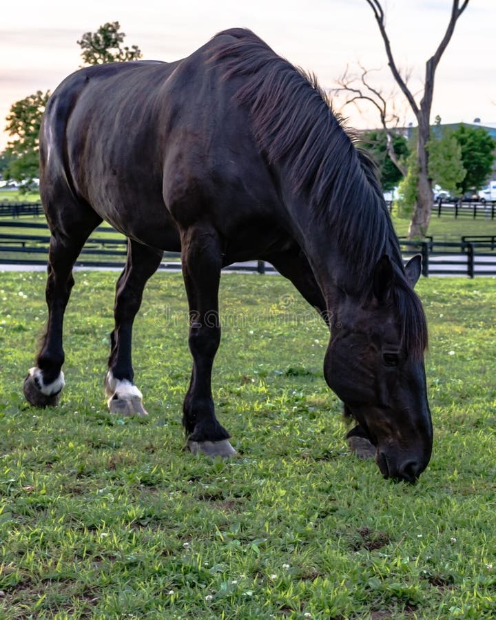 Cheval de Percheron photo stock. Image du animal, pièce - 12091196