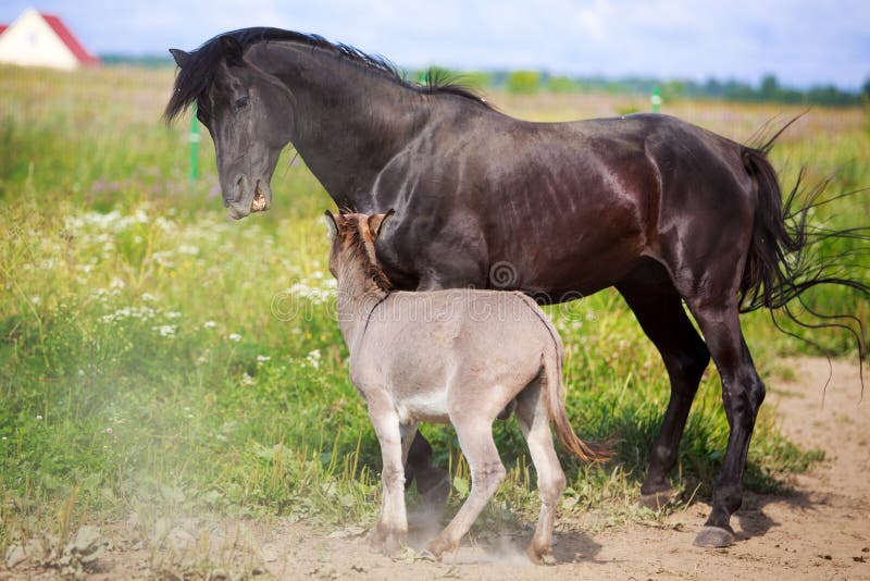 Cheval et âne photo stock. Image du pièce, zone, noir - 31958644