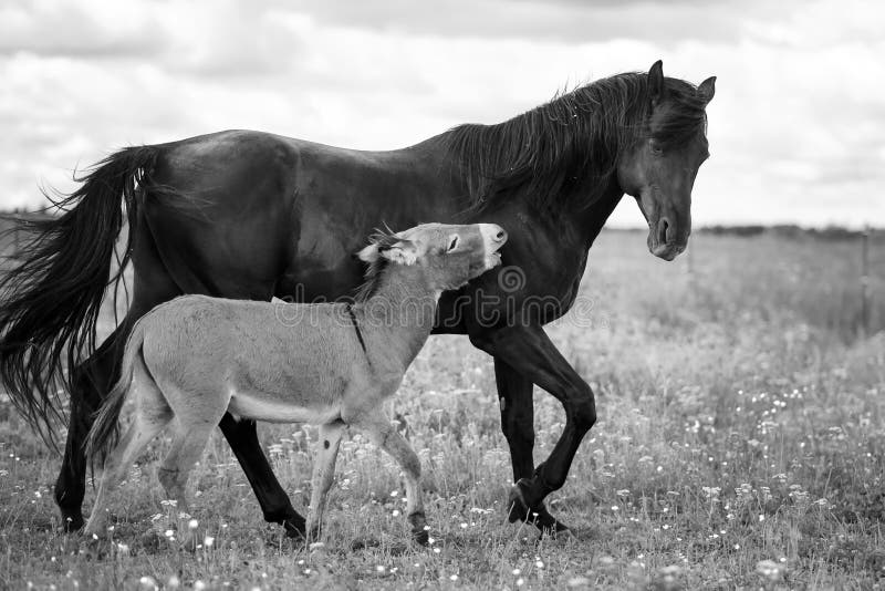 Cheval et âne photo stock. Image du pièce, zone, noir - 31958644