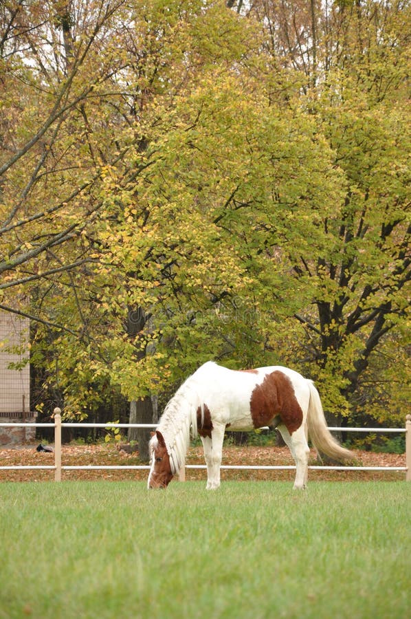 Cheval pie image stock. Image du zone, simple, ferme, rural - 7237465