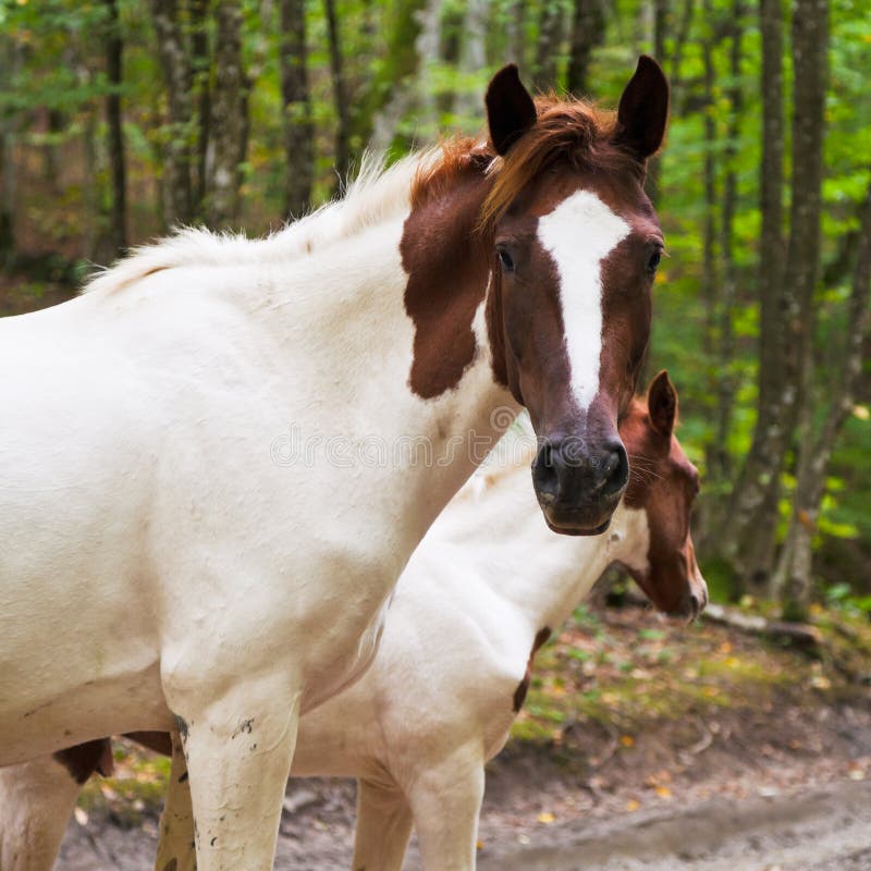 Cheval Pie Sur Le Chemin Forestier Image stock - Image du pente, étalon ...