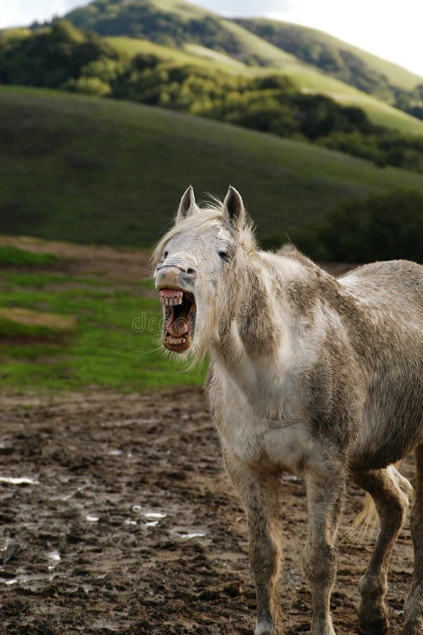 Cheval riant image stock. Image du cheval, humeur, rire - 982383