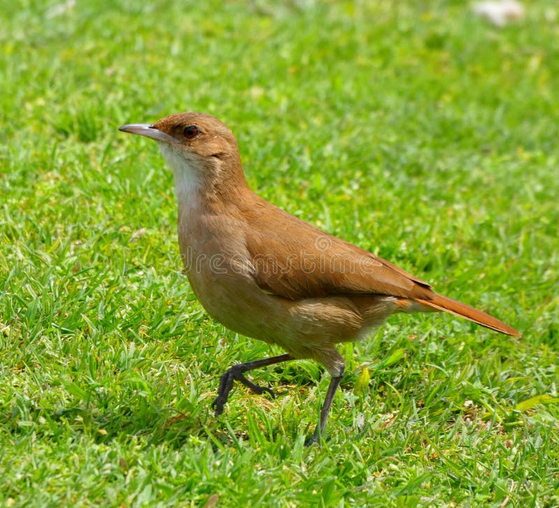 Cheval Roux Debout Sur Une Jambe. Photo stock - Image du patte, rester ...