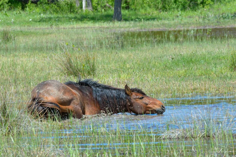 Cheval Sauvage Se Baignant Dans L'eau Douce Image stock - Image du ...