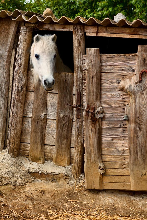 Cheval stable photo stock. Image du crinière, racehorse - 14411448