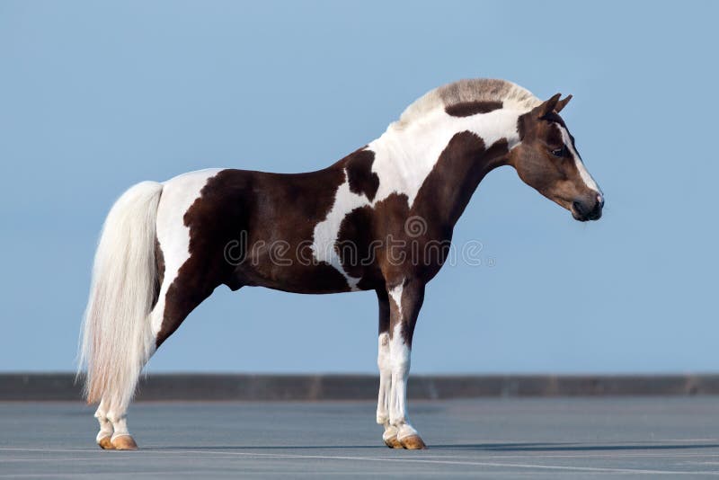Images Cheval Bleu - Téléchargez 69,663 Photos libres de droits