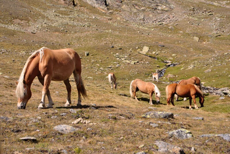 Cheval sur le vert image stock. Image du déménager, galop - 16090977