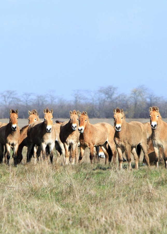 Cheval-tarpan sauvage image stock. Image du ciel, troupeau - 10792019