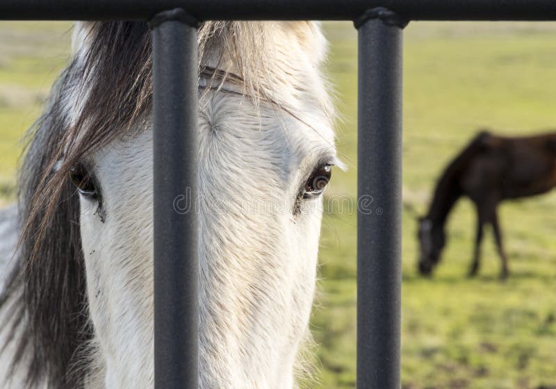 1,910 Cheval Triste Photos libres de droits et gratuites de Dreamstime