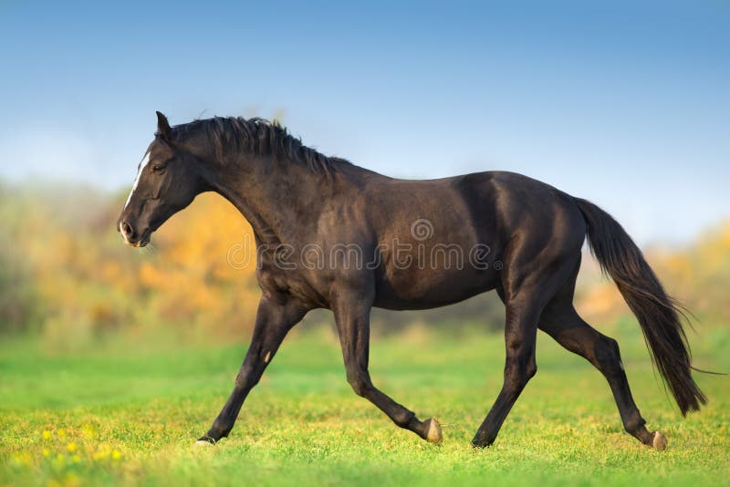 Cheval sur le vert image stock. Image du bétail, pré - 16090977