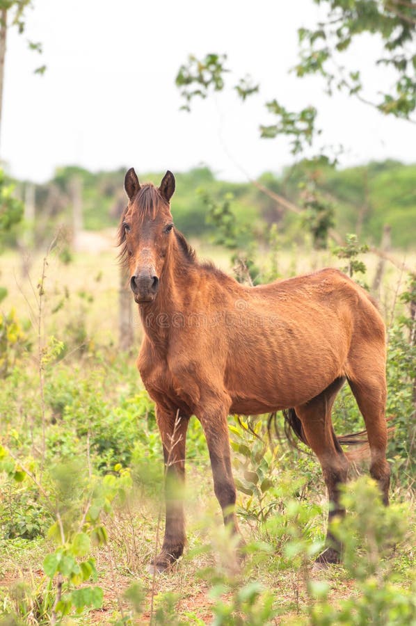Cheval maigre image stock. Image du backbone, domestique - 64801821