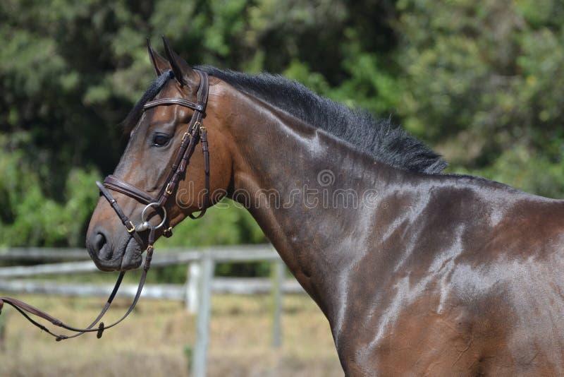 Cheval - vue de côté photo stock. Image du tête, verticale - 83381896