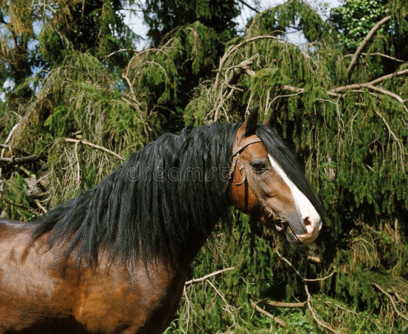 Cheval welsh stock photo. Image of pony, cheval, mammal - 173817230