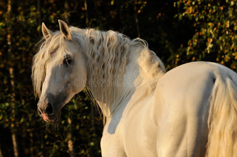 Cheval, White Horse in Autumn Stock Photo - Image of espanola, brown ...