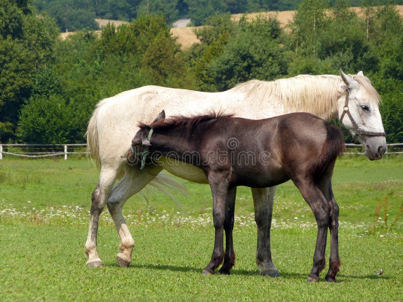 Chevaux - Allaiter De Jument Et De Poulain Image stock - Image du ferme ...