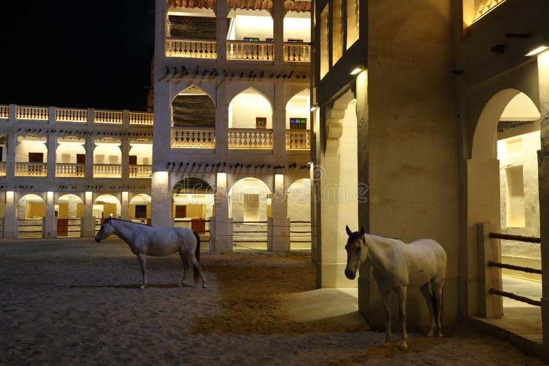 Chevaux Arabes Dans Doha Qatar Photo stock - Image du arabie, arabe ...