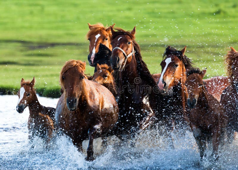 Chevaux dans l'eau image stock. Image du plage, horizontal - 65045795