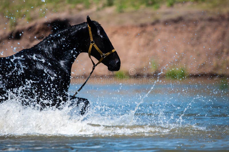 Chevaux dans l'eau image stock. Image du plage, beau - 65045755