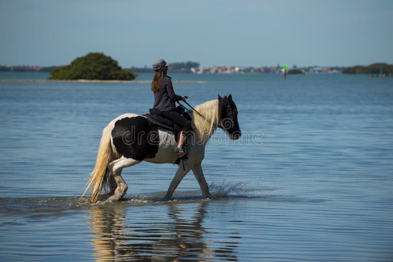 Chevaux Dans L'eau Avec La Réflexion Photo éditorial - Image du cheval ...