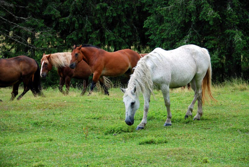 Chevaux dans le pré image stock. Image du roumain, brun - 7563945