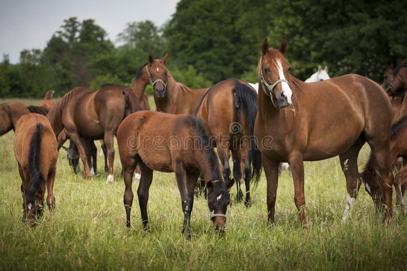 Chevaux dans le pré image stock. Image du blanc, campagne - 7563945