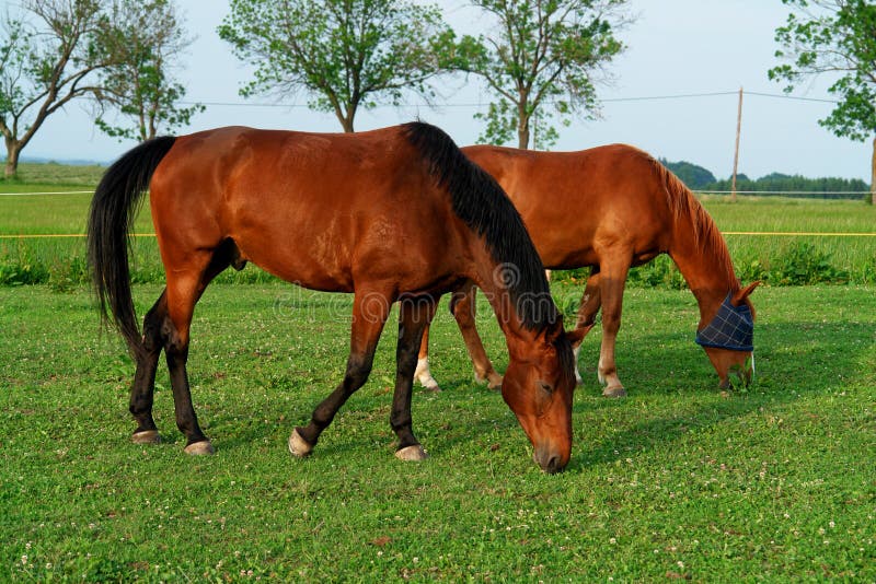 Chevaux de Brown image stock. Image du herbe, ferme, affermage - 3923899