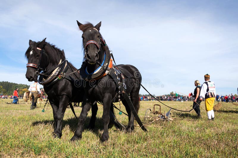 Chevaux De Labourage Sur Le Champ Sur Le Championnat De Labourage Image ...